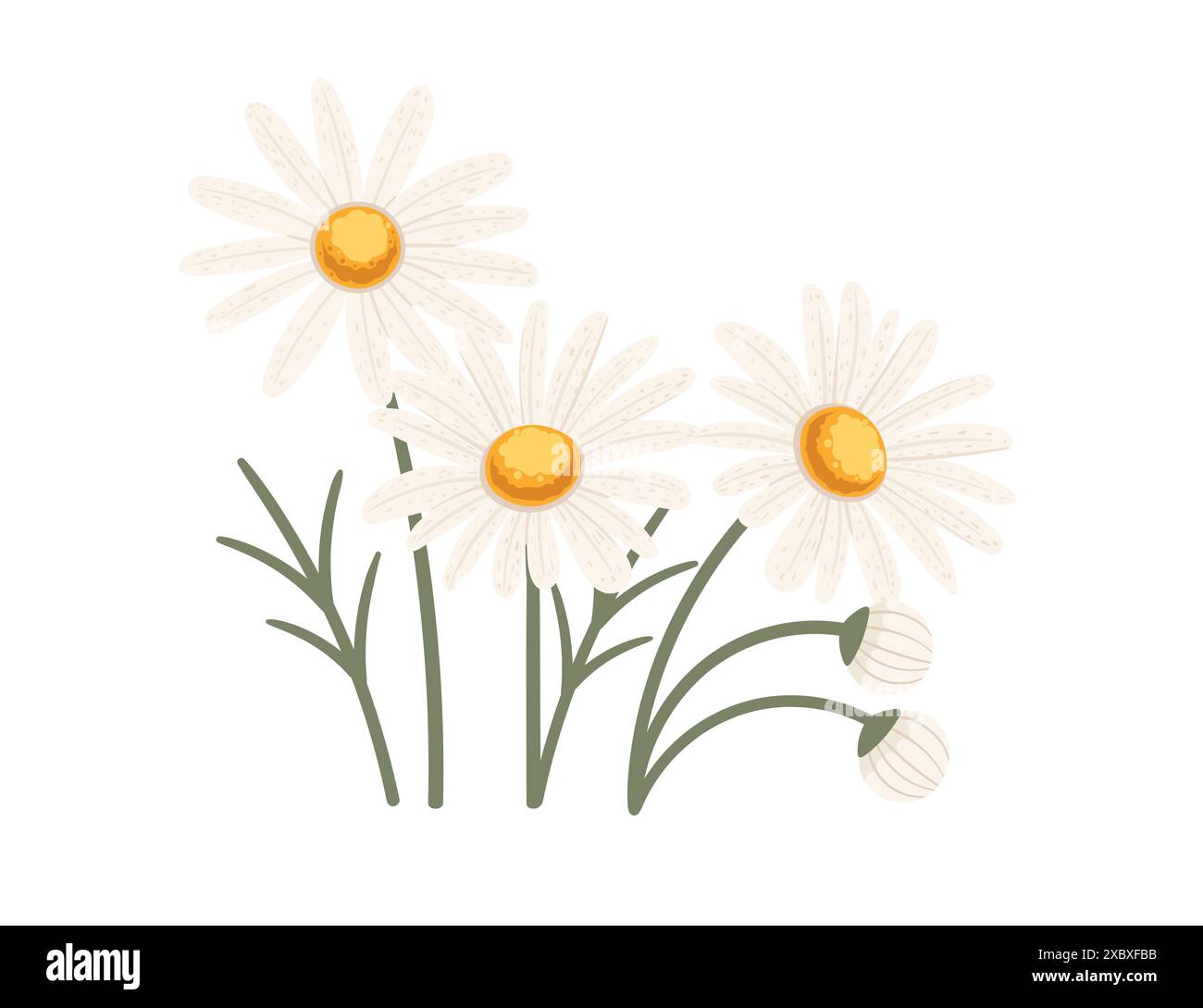 Chamomile flower in bloom vector illustration isolated on white ...