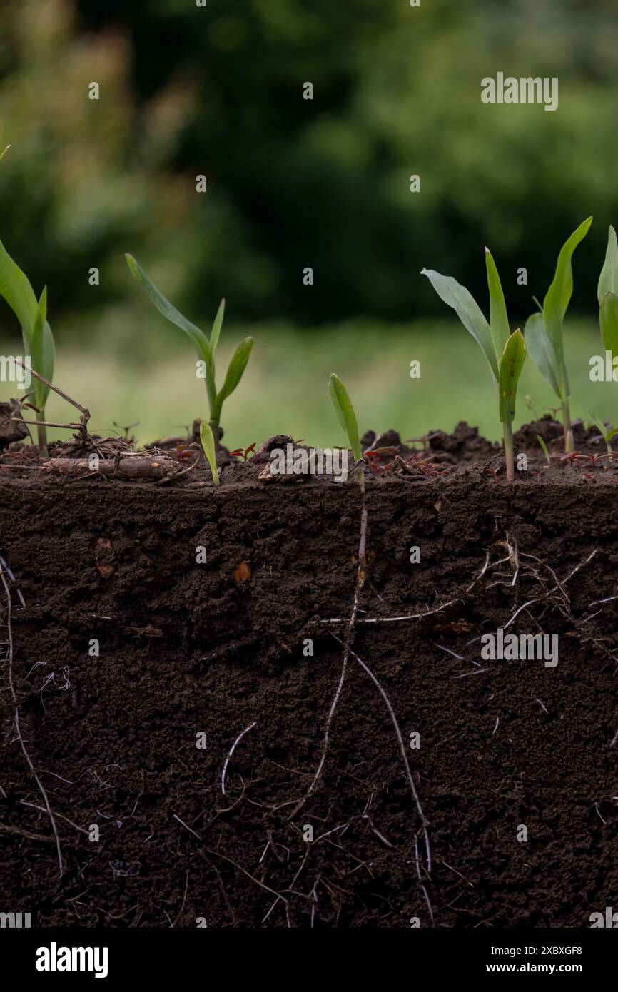 Young corn shoots roots hi-res stock photography and images - Alamy