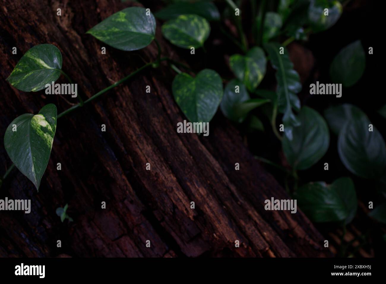 Liana scindapsus or golden pothos leaves on the tree bark background ...