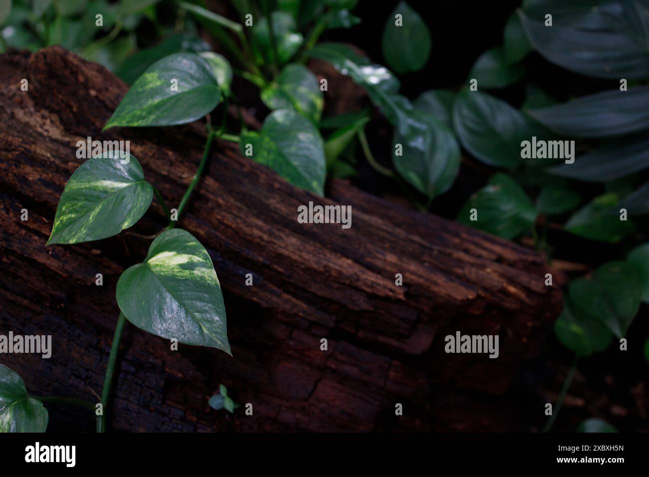 Liana scindapsus or golden pothos leaves on the tree bark background ...