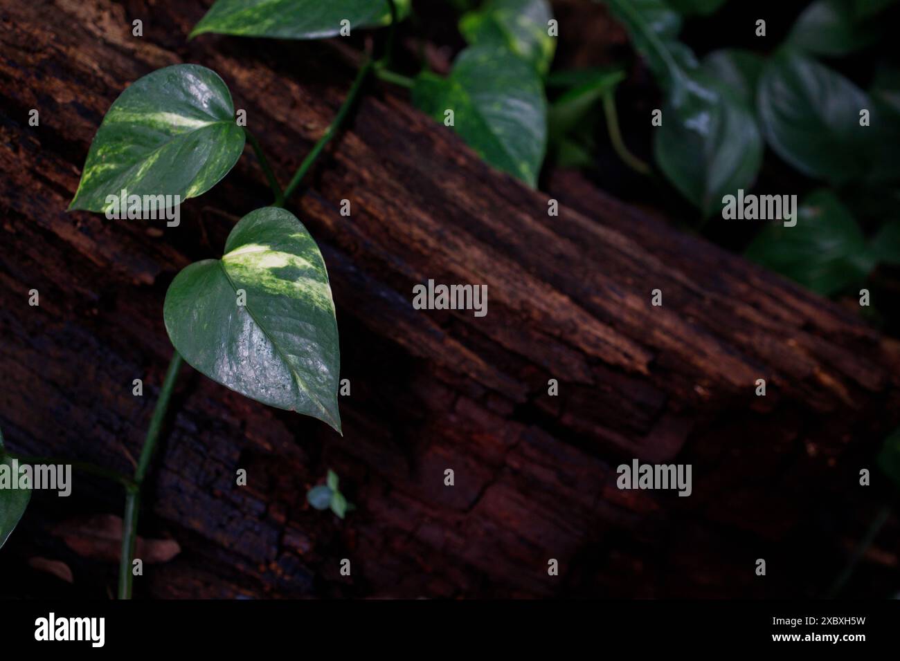 Liana scindapsus or golden pothos leaves on the tree bark background ...
