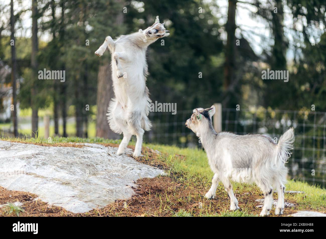 Body found in field in hi-res stock photography and images - Alamy