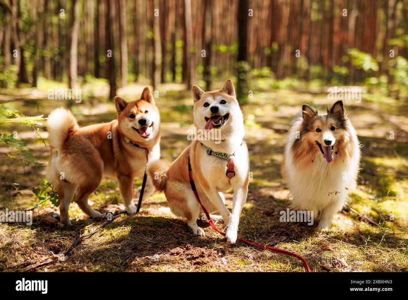 Three joyful happy dogs enjoy a sunny day in the woods Stock Photo - Alamy