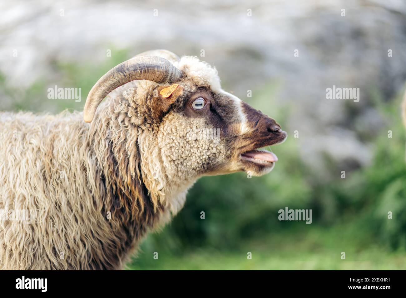 Norwegian Short Tail Landrace sheep from the side yelling into the ...