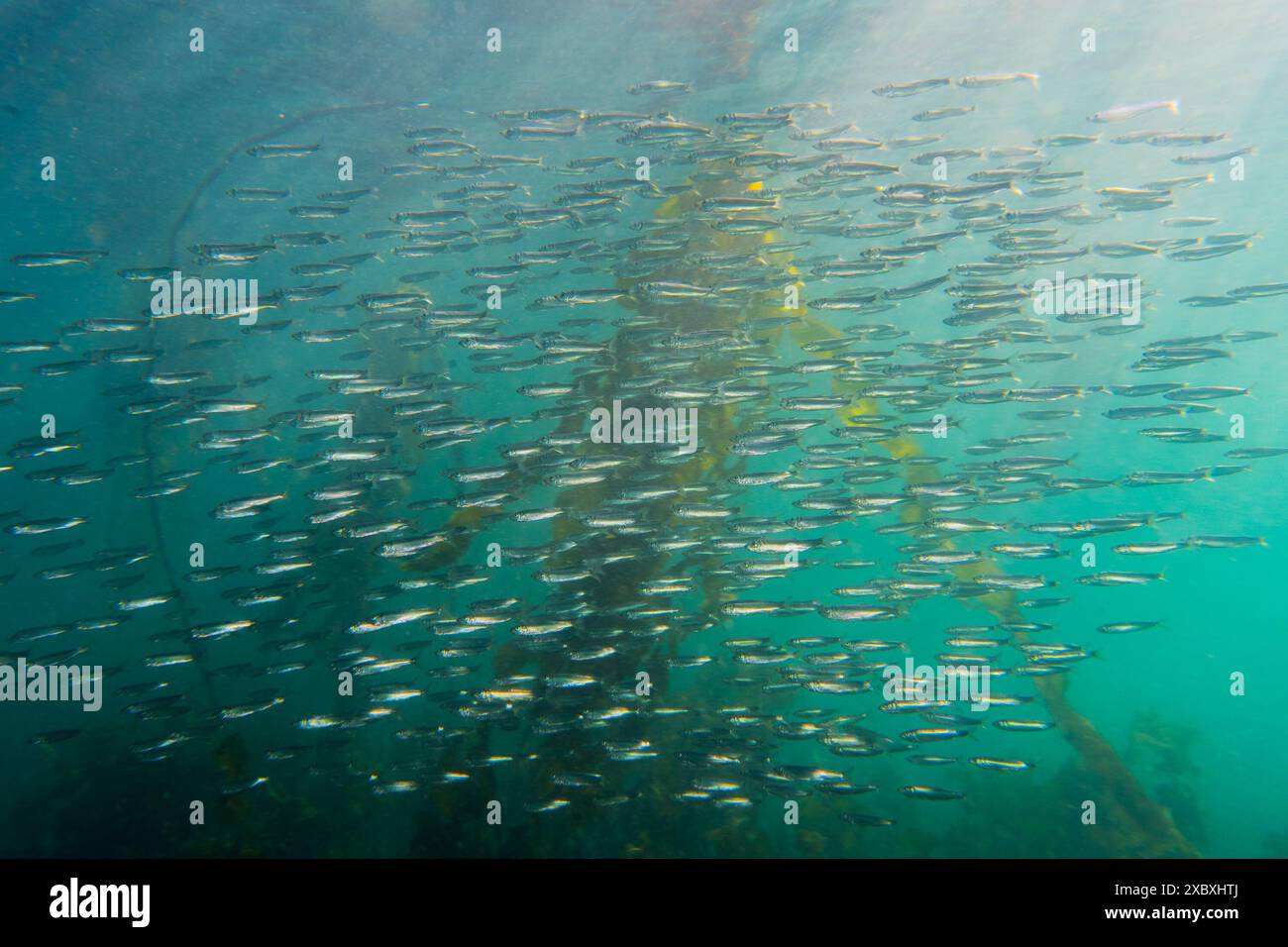 Herring fish bait hi-res stock photography and images - Alamy