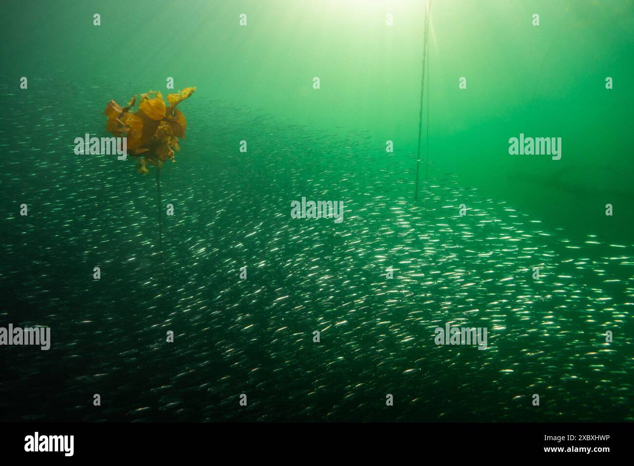 Herring fish bait hi-res stock photography and images - Alamy