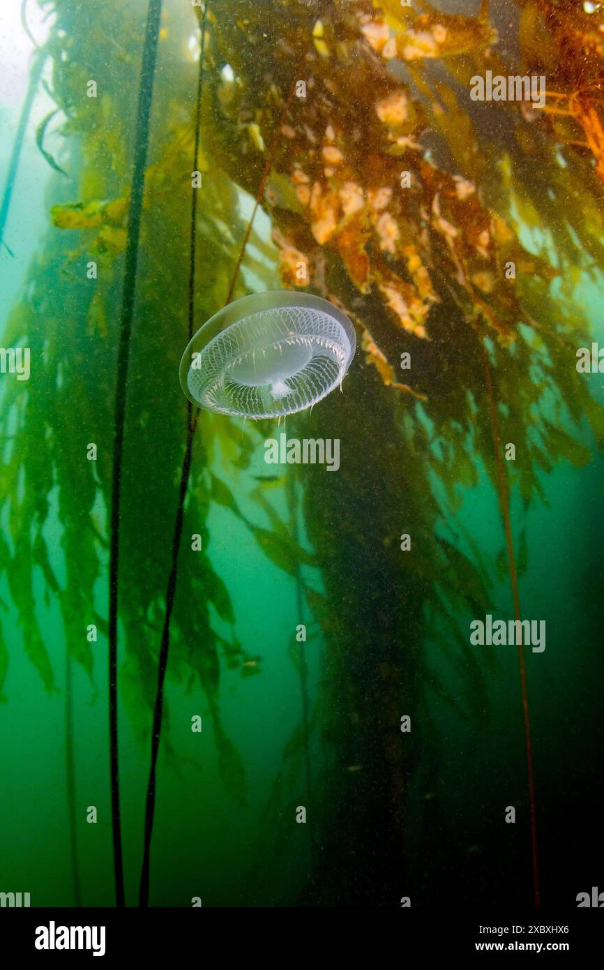 Jellyfish swimming by a forest of kelp in the Pacific Northwest, Canada ...