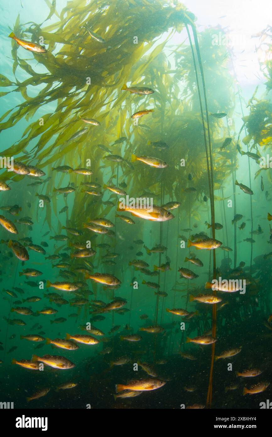 School of copper rockfish swimming in an underwater kelp forest in the ...