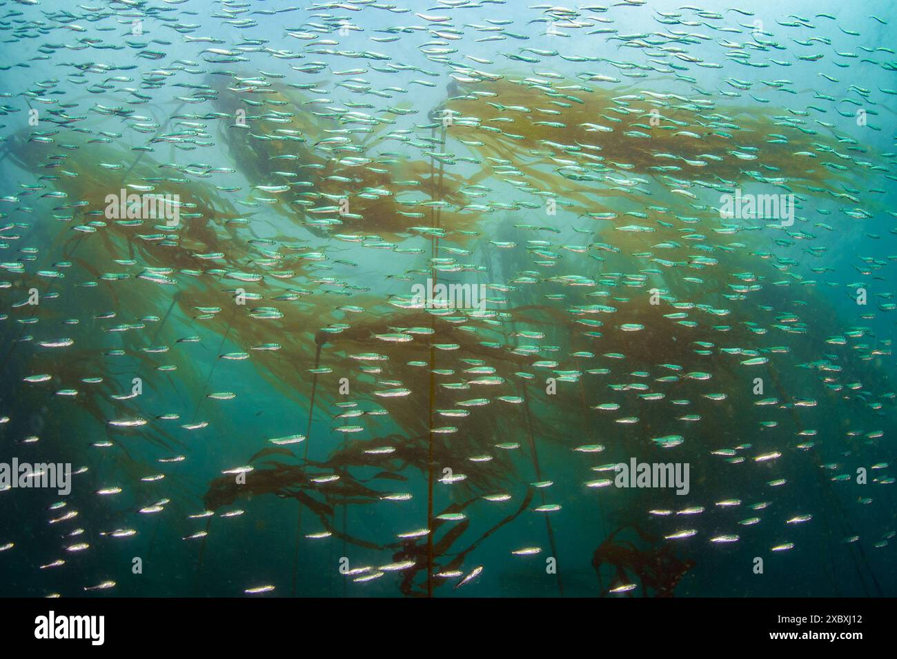 Sardine fish school swimming hi-res stock photography and images - Alamy