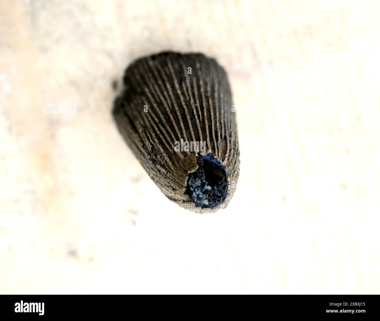 An Ichthyosaurus fang from Ulyanovsk, is a significant fossil providing ...