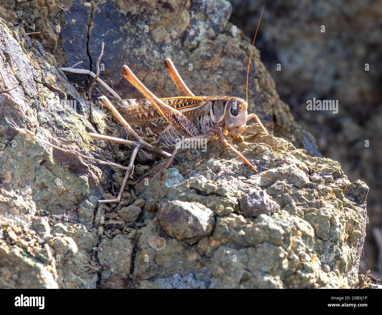 macro photo shoot grasshopper in nature Stock Photo - Alamy