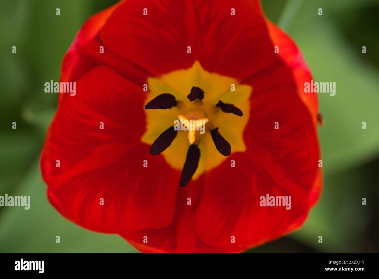 large beautiful red tulip close-up, close-up of the middle of the tulip Stock Photo - Alamy