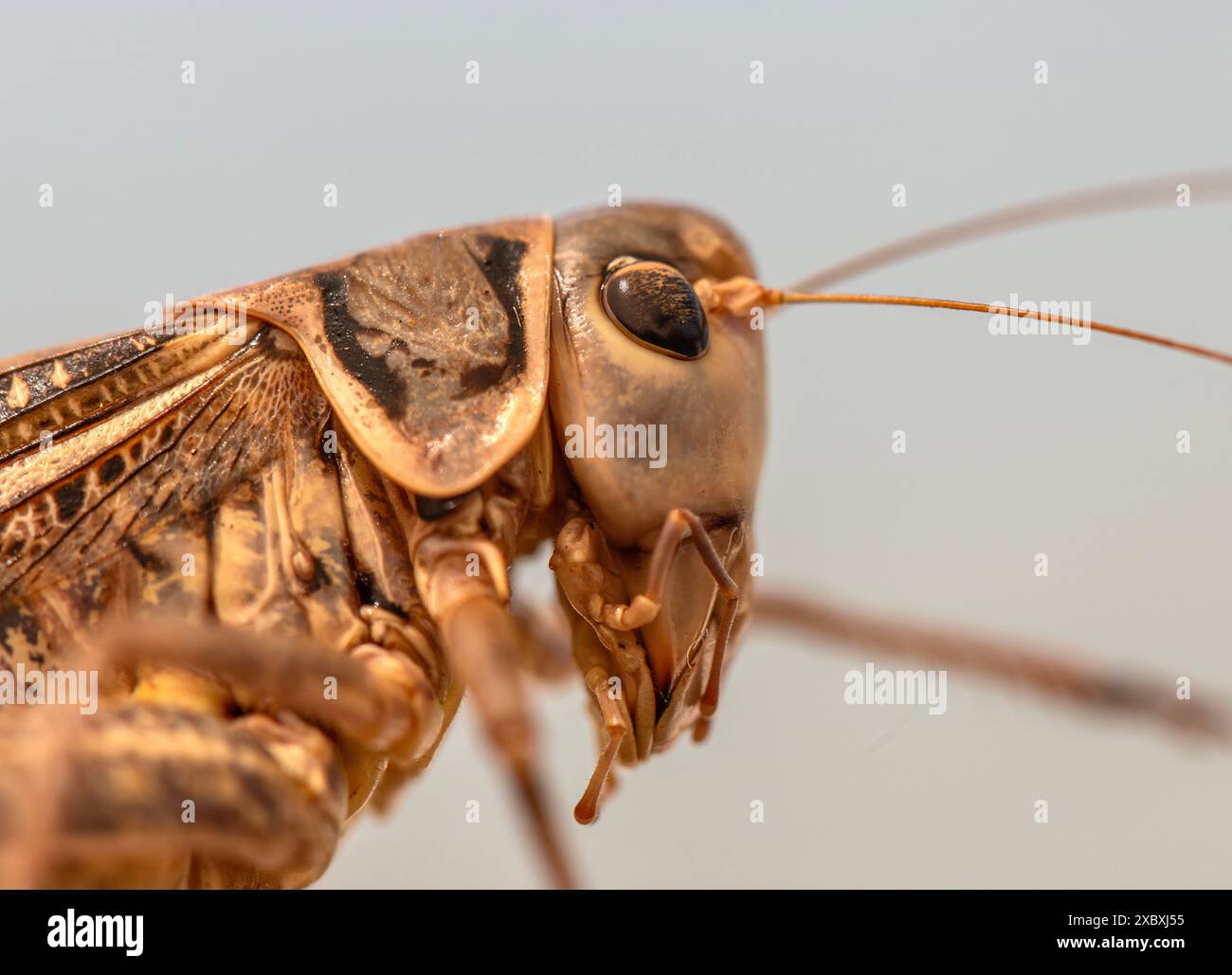 macro photo shoot grasshopper in nature Stock Photo - Alamy
