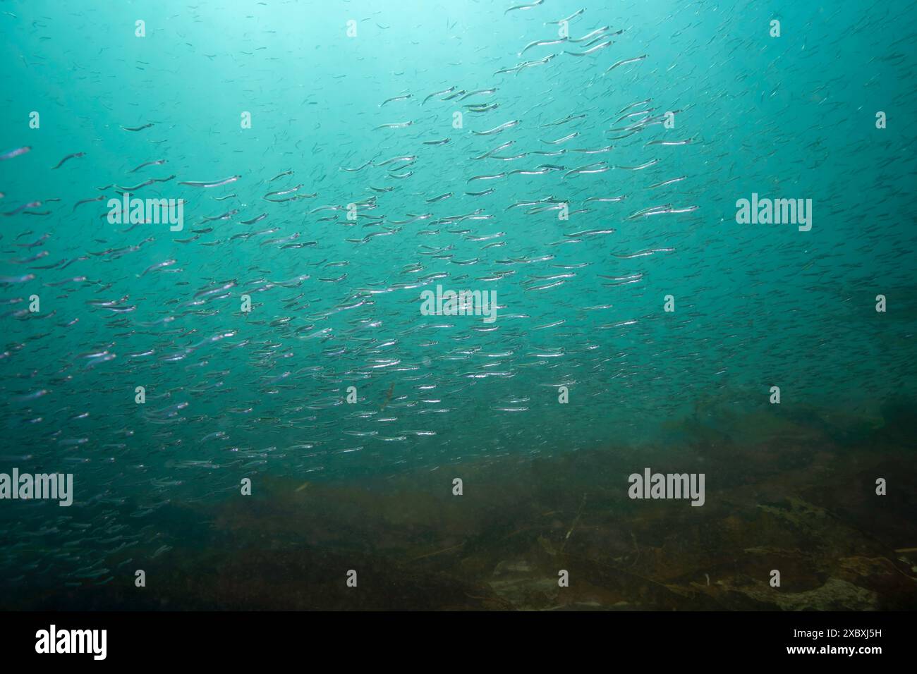 School of surf-smelt in the Pacific Northwest, Canada Stock Photo - Alamy