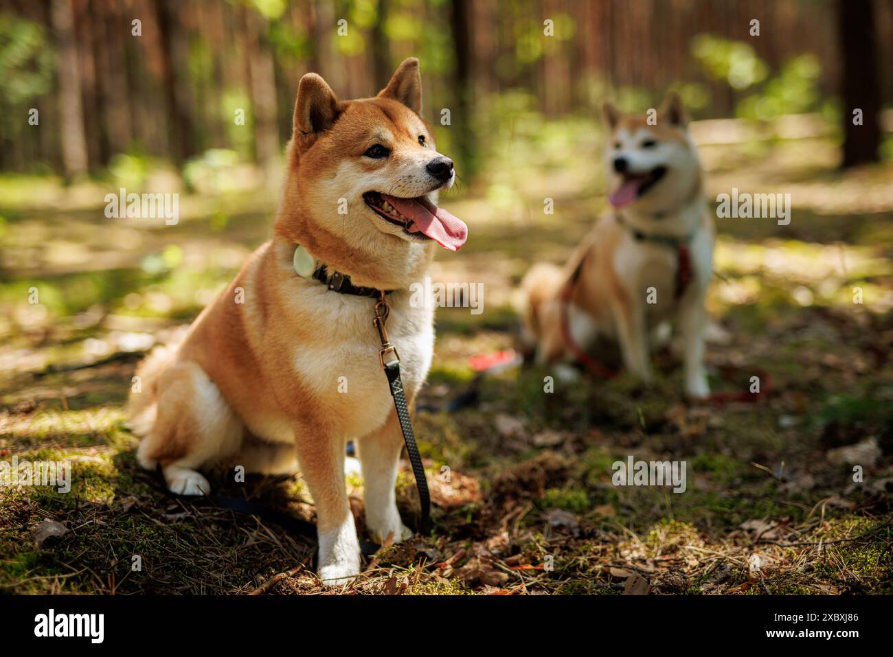 Two Shiba Inu dogs during a walk Stock Photo - Alamy