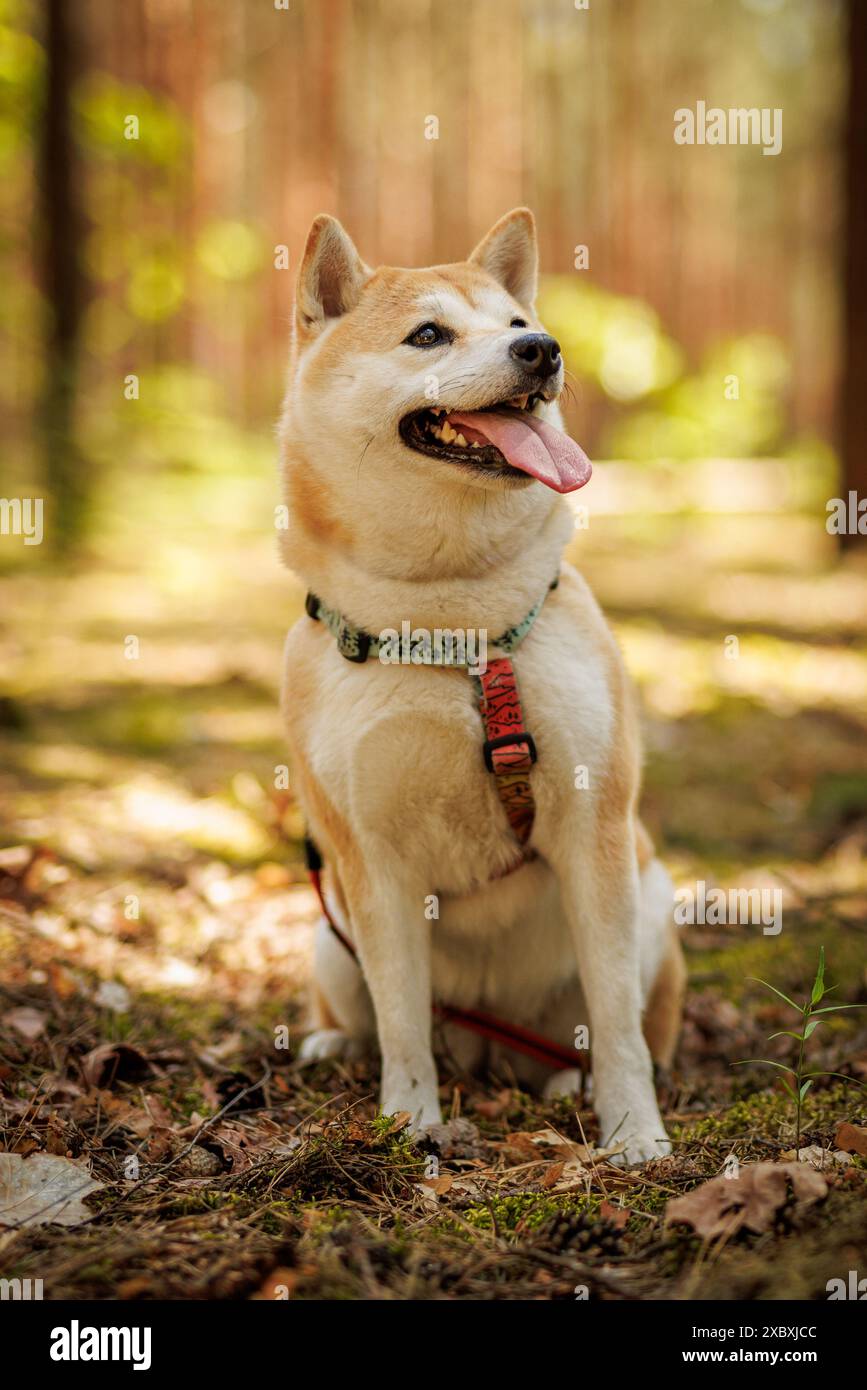 A Shiba Inu dog sits on the forest floor Stock Photo - Alamy