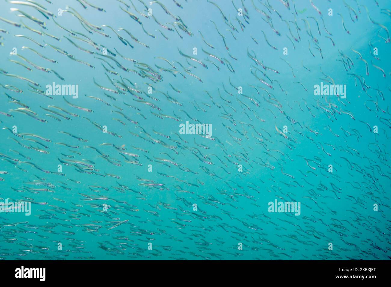 Sand smelt hi-res stock photography and images - Alamy