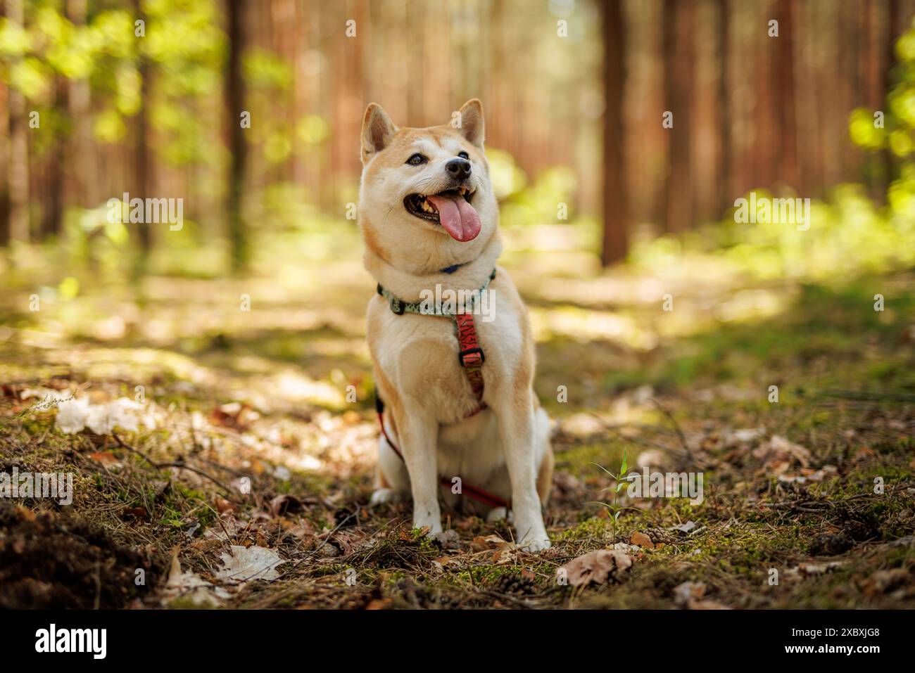Shiba inu dog stands hi-res stock photography and images - Alamy