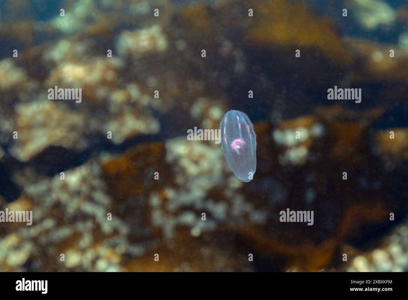 Jellyfish marine life hi-res stock photography and images - Alamy