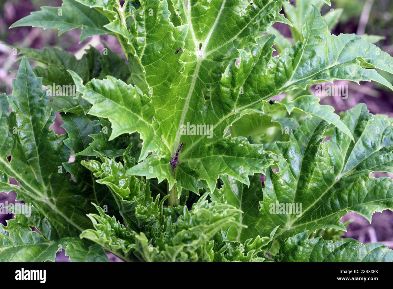 Invasive Neophyten in Deutschland Die großen Blätter der ...