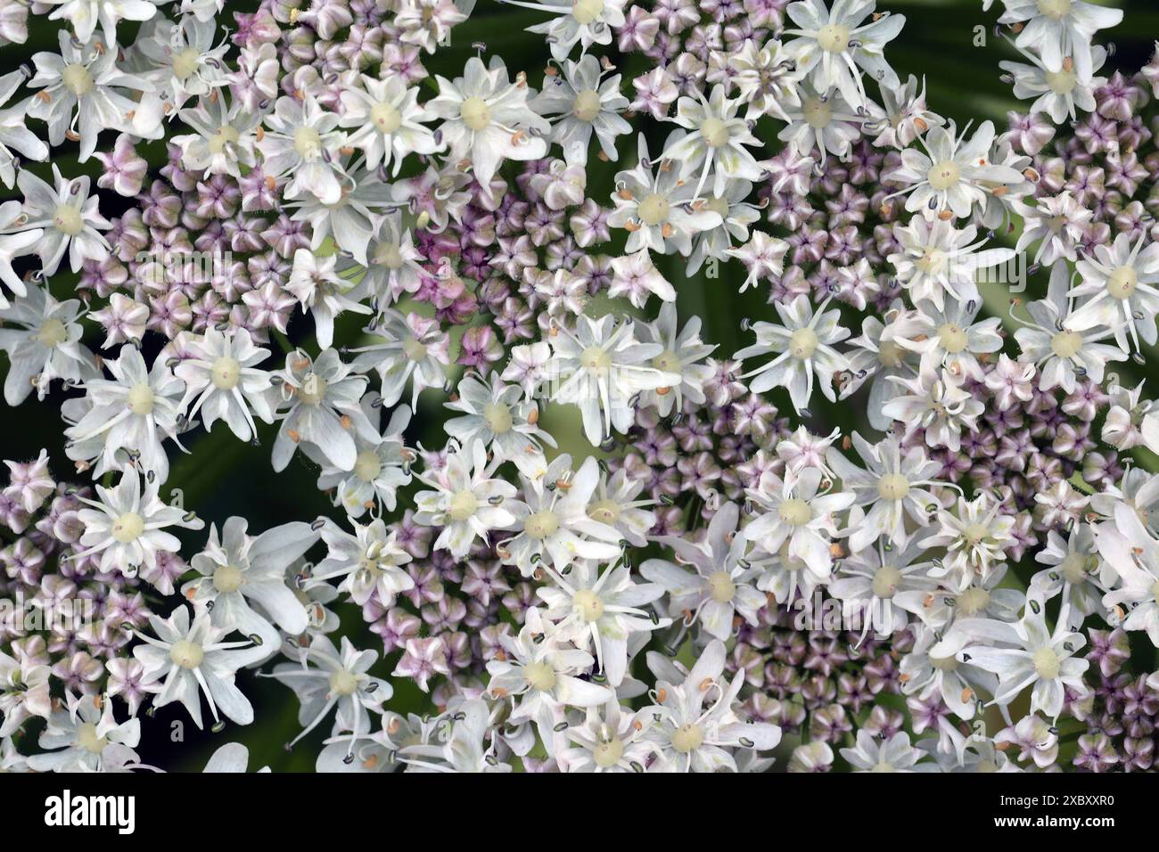 Invasive Neophyten in Deutschland Vergrößerter Ausschnitt aus der Blüte ...