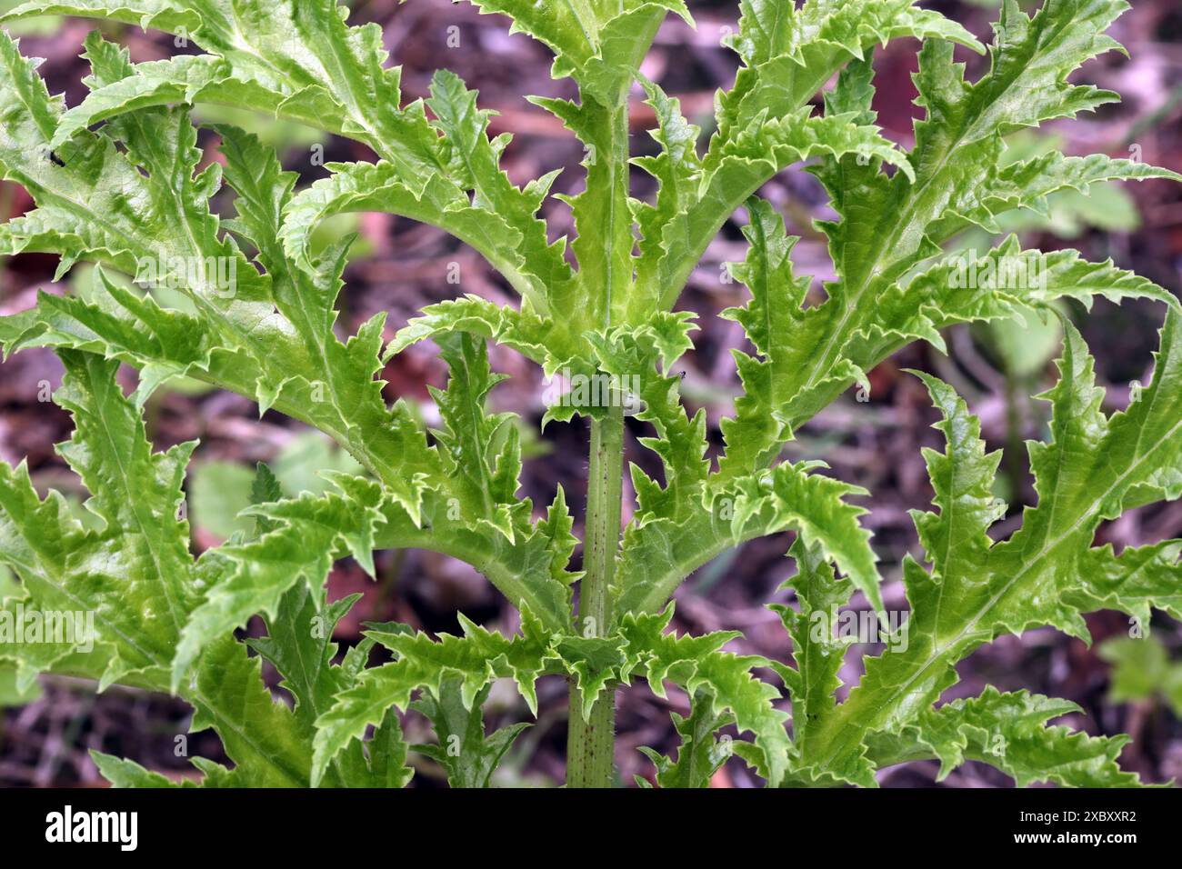 Invasiver neophyt hi-res stock photography and images - Alamy