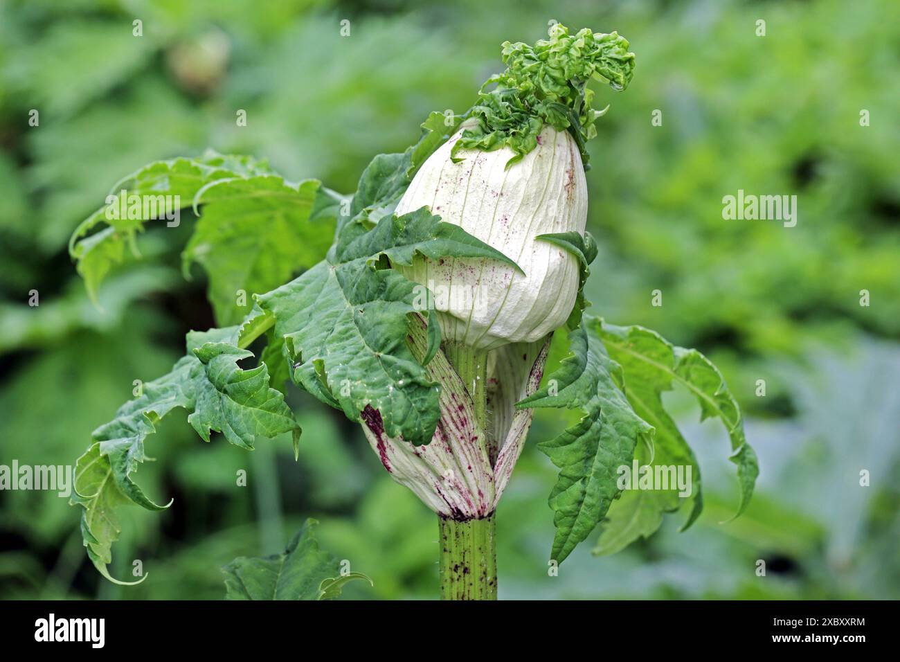 Invasive Neophyten in Deutschland Die Knospe der phototoxischen ...