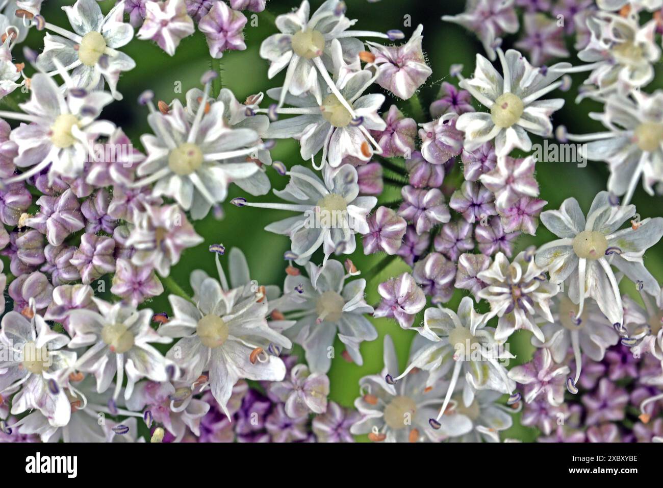 Invasive Neophyten in Deutschland Vergrößerter Ausschnitt aus der Blüte ...