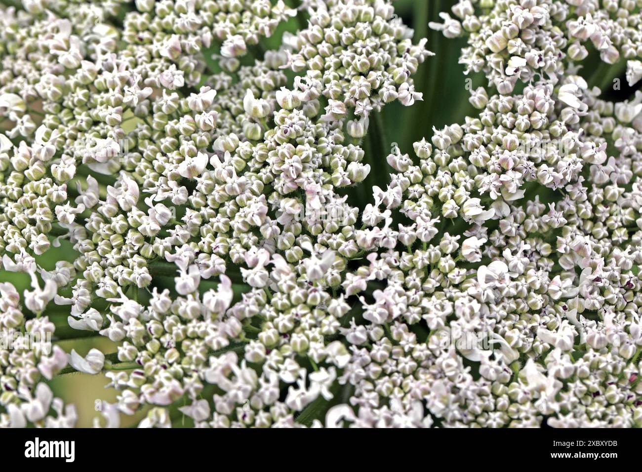 Invasive Neophyten in Deutschland Vergrößerter Ausschnitt aus der Blüte ...
