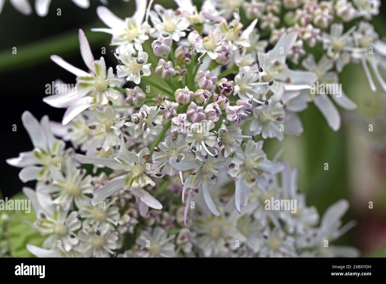 Invasive Neophyten in Deutschland Vergrößerter Ausschnitt aus der Blüte ...