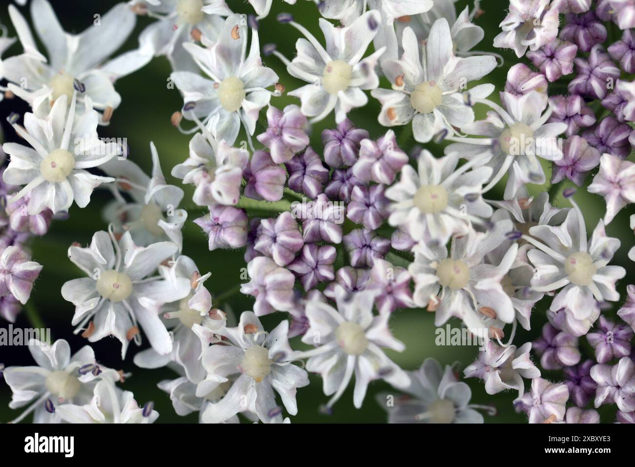 Invasive Neophyten in Deutschland Vergrößerter Ausschnitt aus der Blüte ...