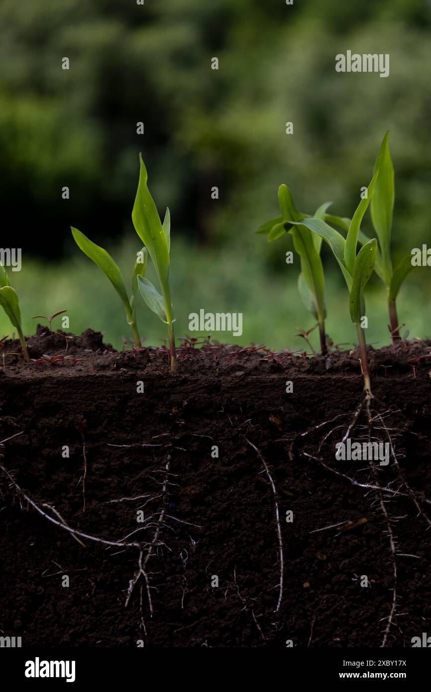 Young corn plants with roots Stock Photo - Alamy