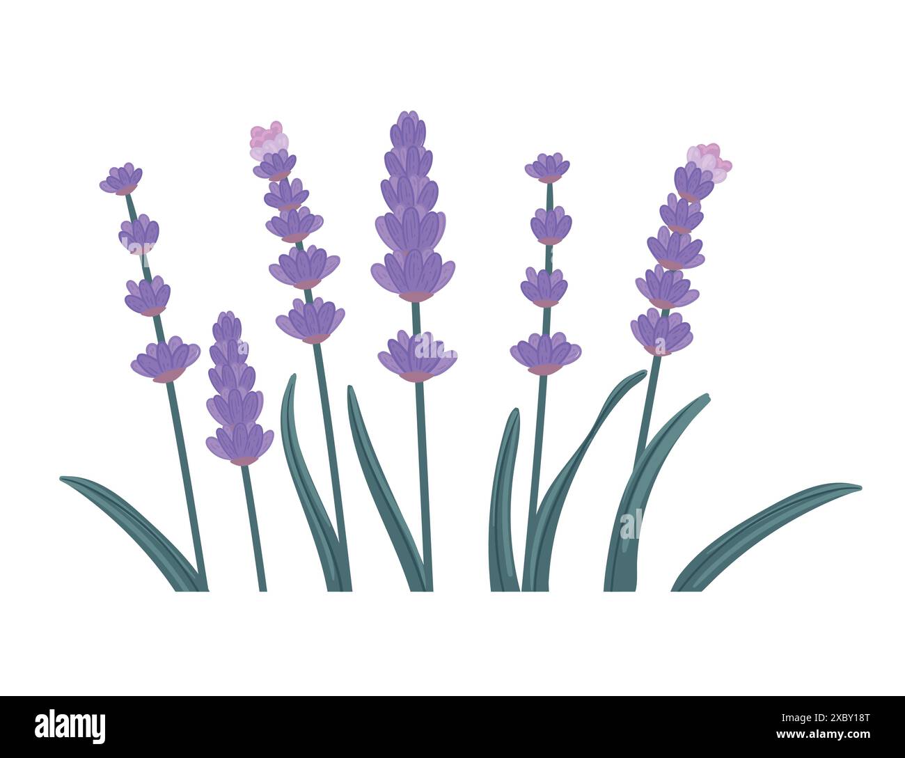 vector illustation of watercolor provance lavender isolate on white ...