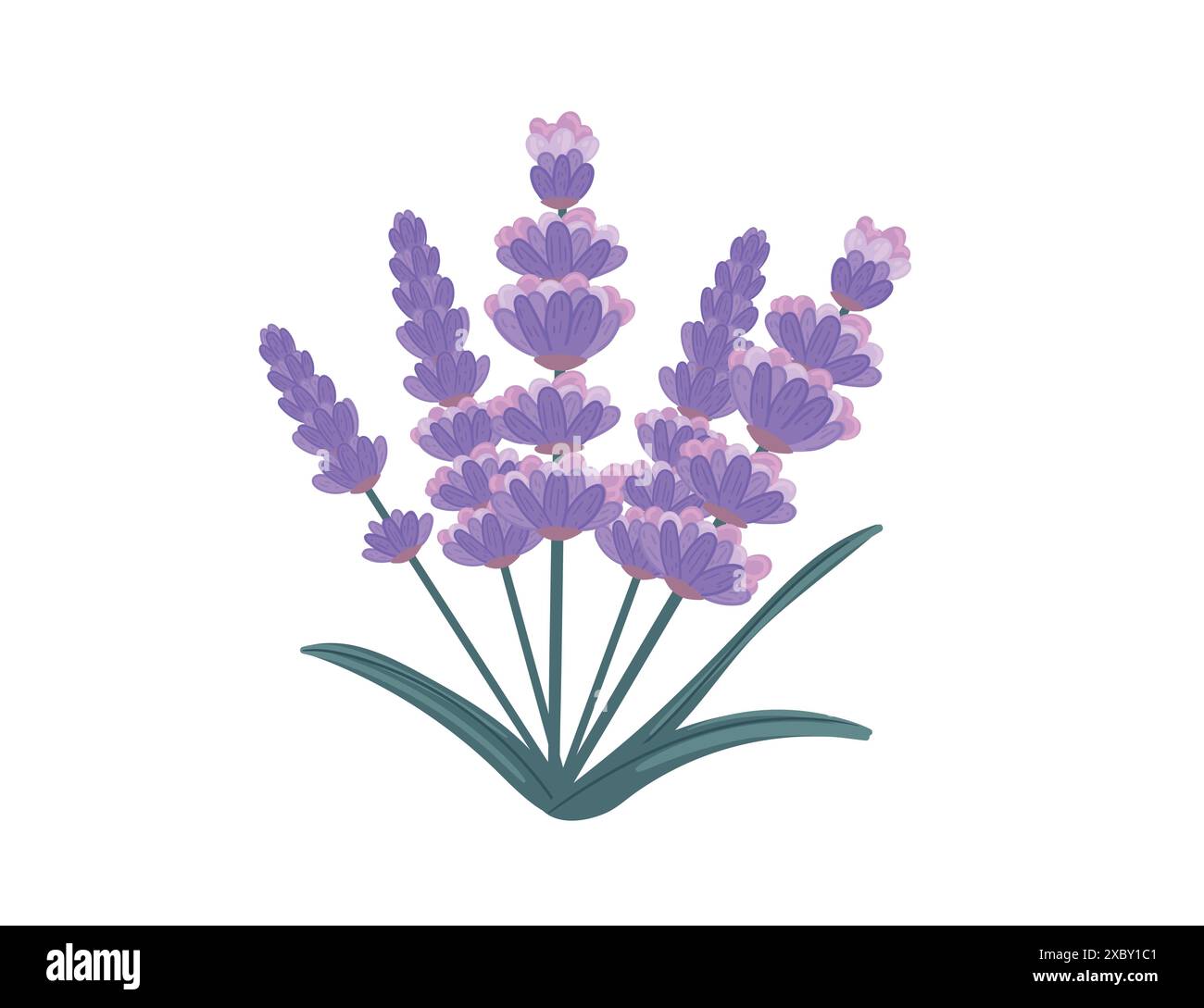 vector illustation of watercolor provance lavender isolate on white ...