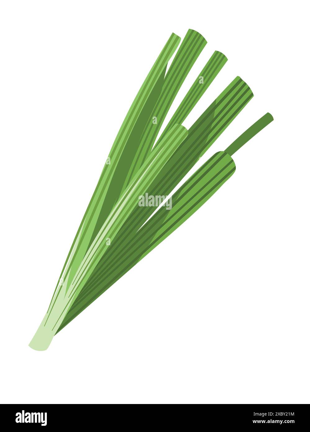 Green leek vegetable vector illustration isolated on white background ...