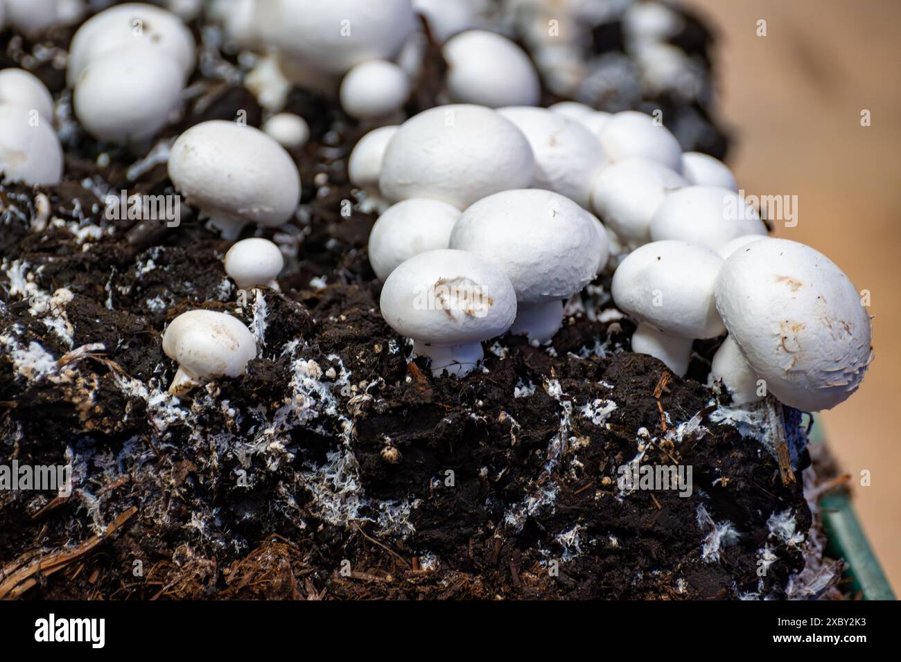 Growing of white champignons mushrooms, mycelium grow from compost into ...