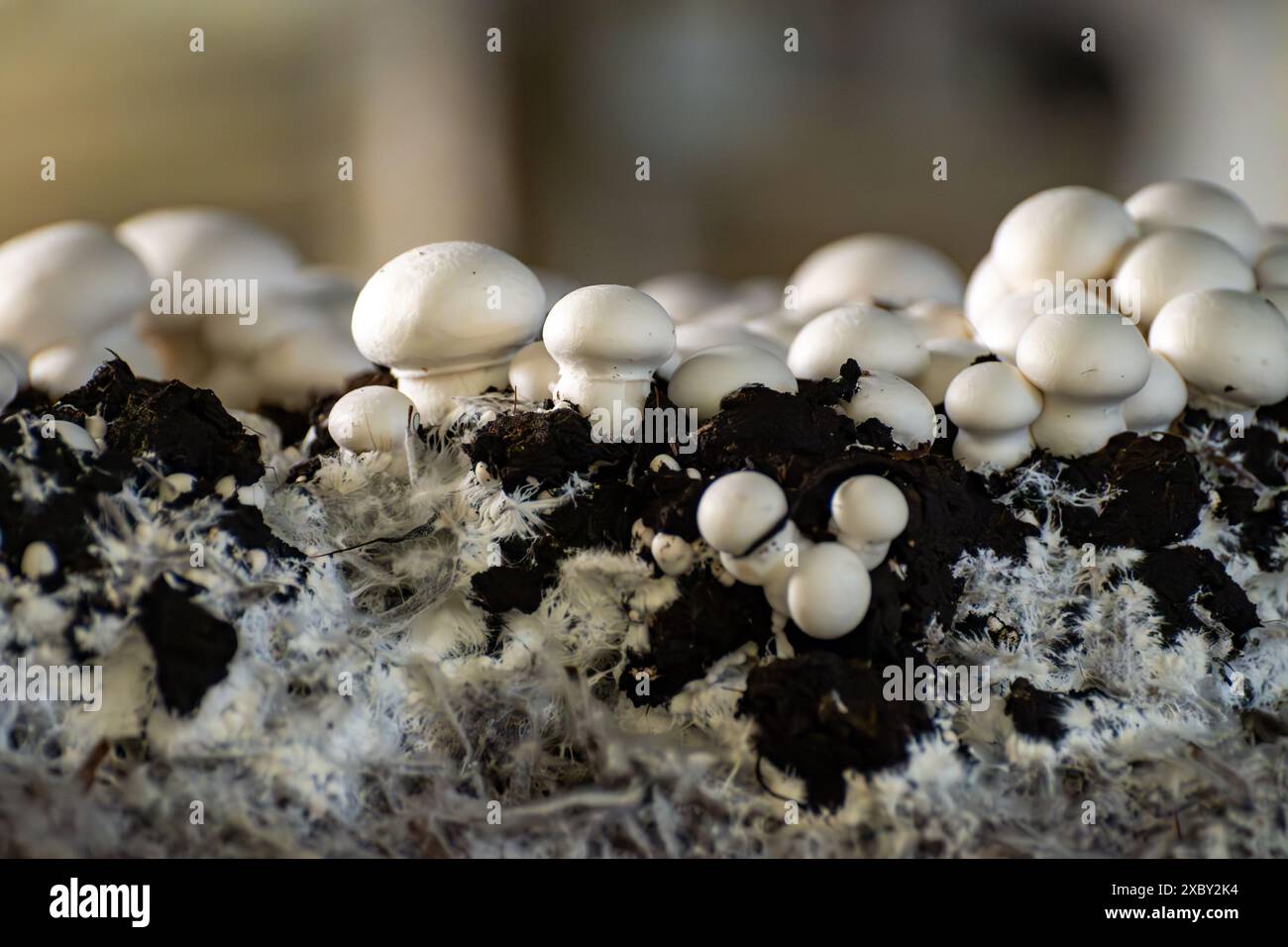 Growing of white champignons mushrooms, mycelium grow from compost into ...