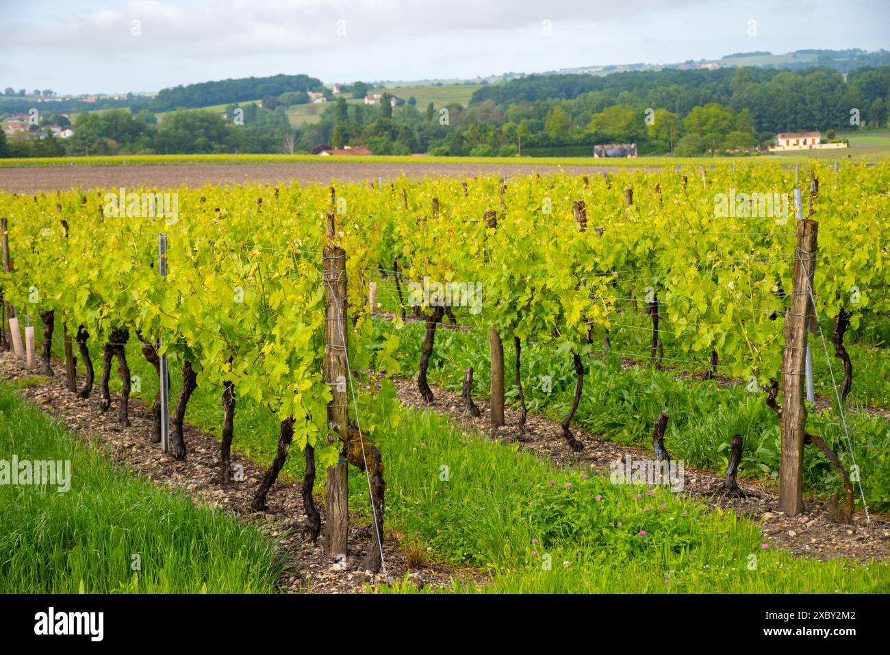 Summer on vineyards of Cognac white wine region, Charente, white ugni ...