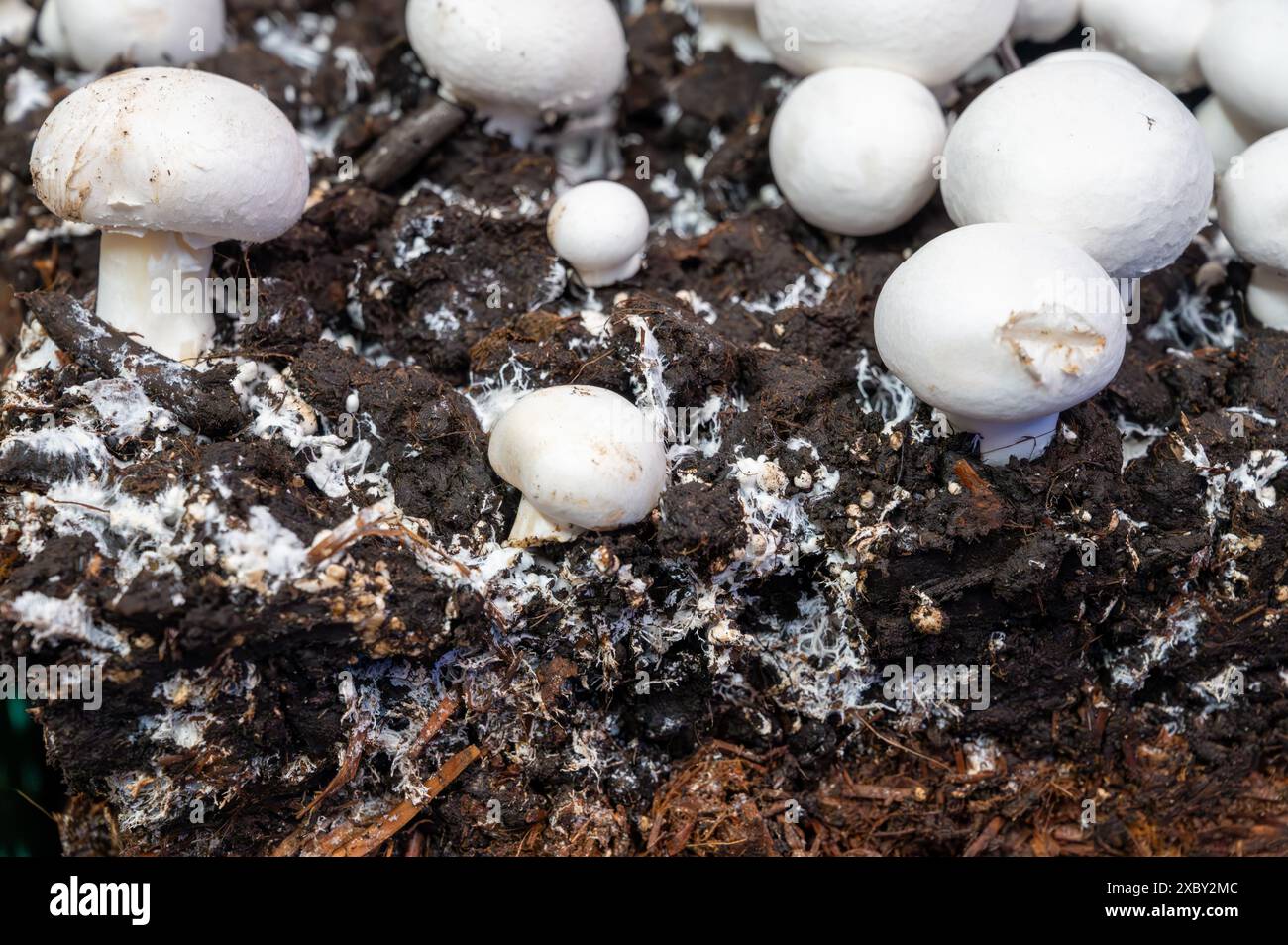 Growing of white champignons mushrooms, mycelium grow from compost into ...