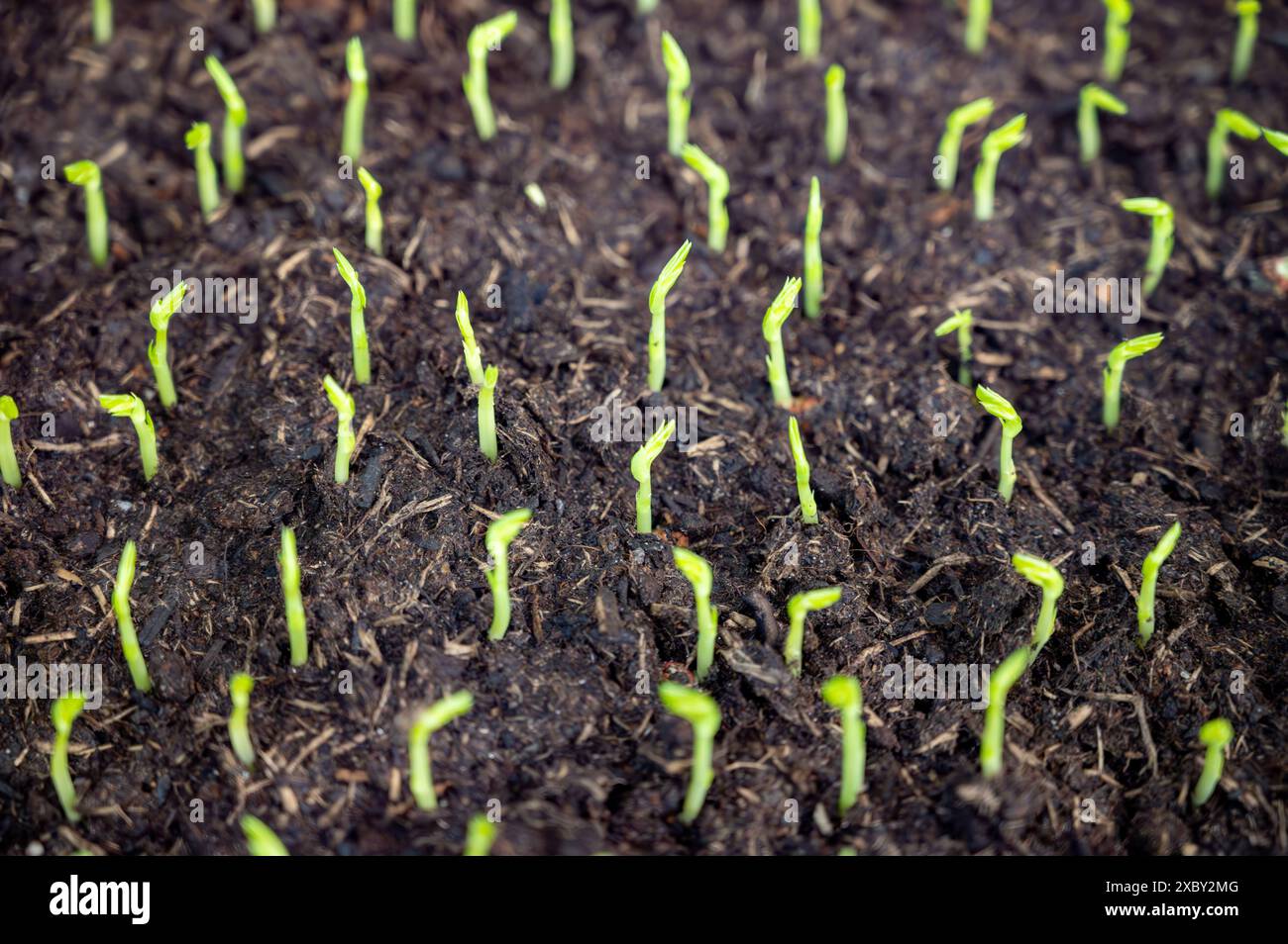Young sprouts of new legumes and vegetables varieties in seed bank ...