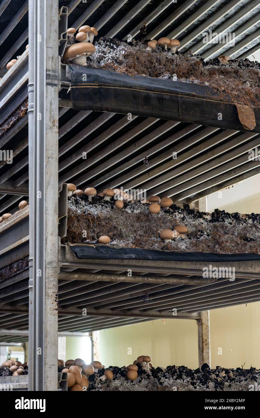 Growing of brown champignons mushrooms, mycelium grow from compost into ...