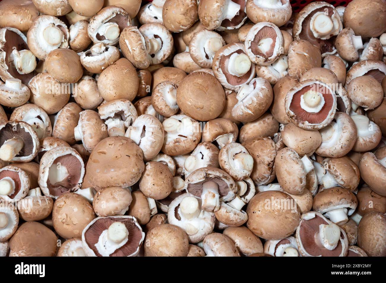 Harvest of fresh brown champignons mushrooms on organic farm in ...