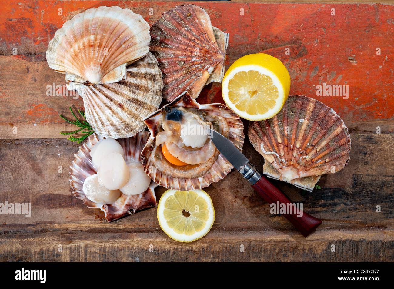 Atlantic bay scallops coquille St. James sea shells, in shells and ...