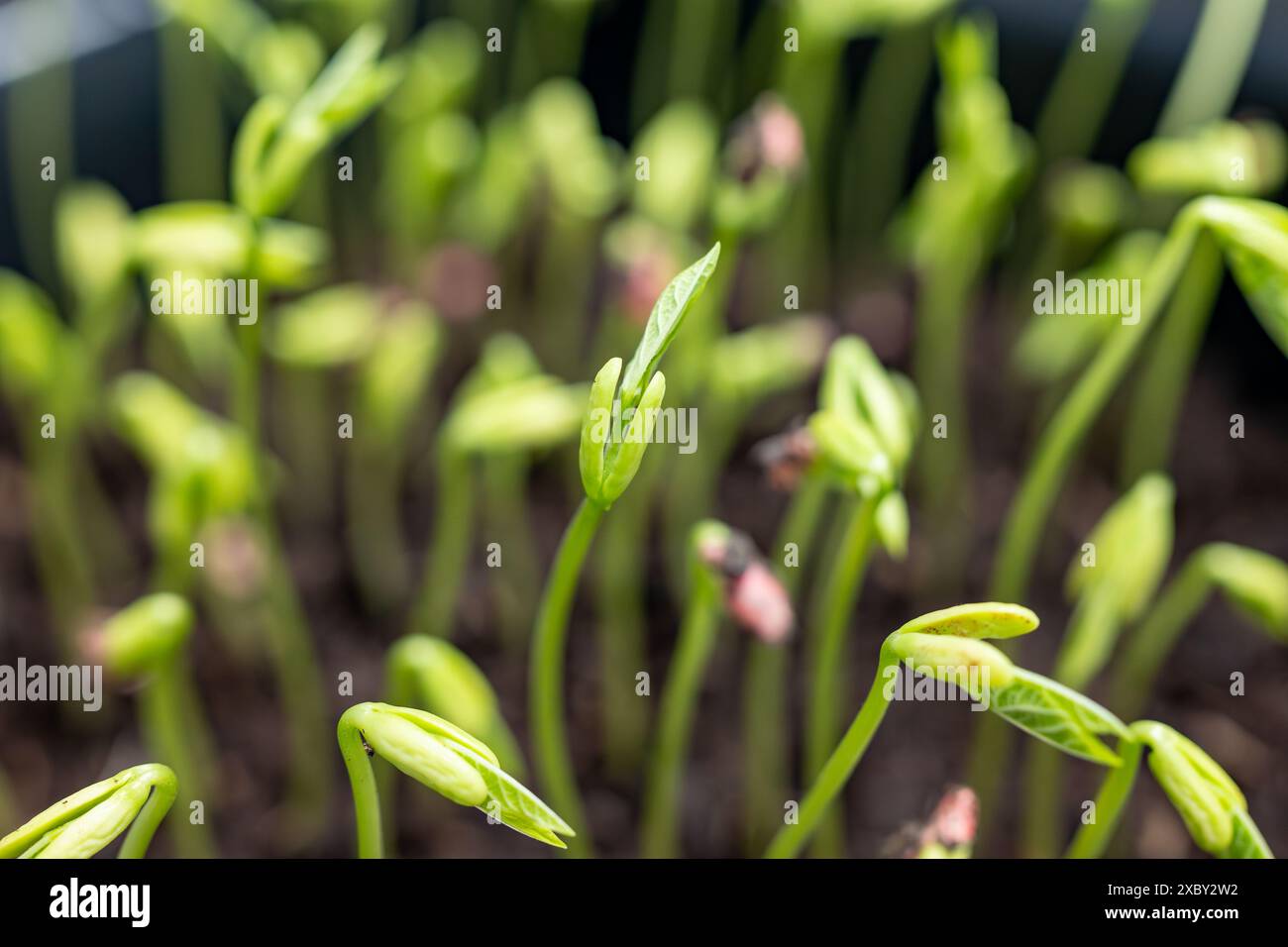 Young field sprouts chickpea close hi-res stock photography and images ...