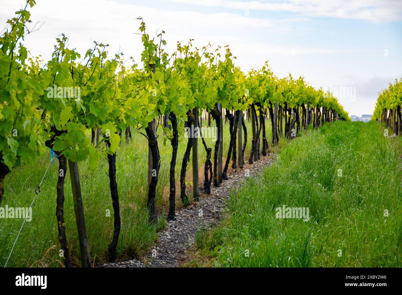 Summer on vineyards of Cognac white wine region, Charente, white ugni ...