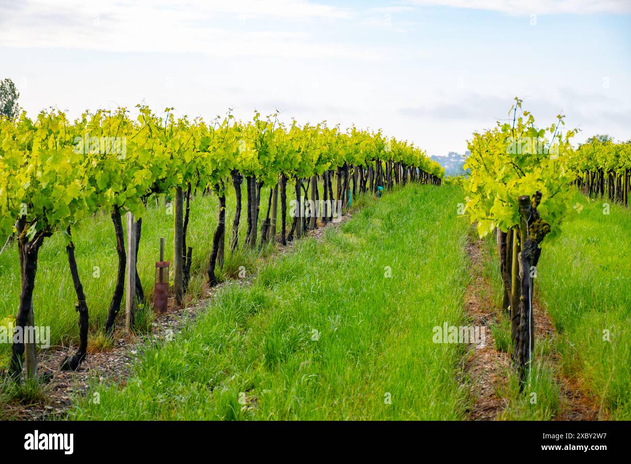 Summer on vineyards of Cognac white wine region, Charente, white ugni ...