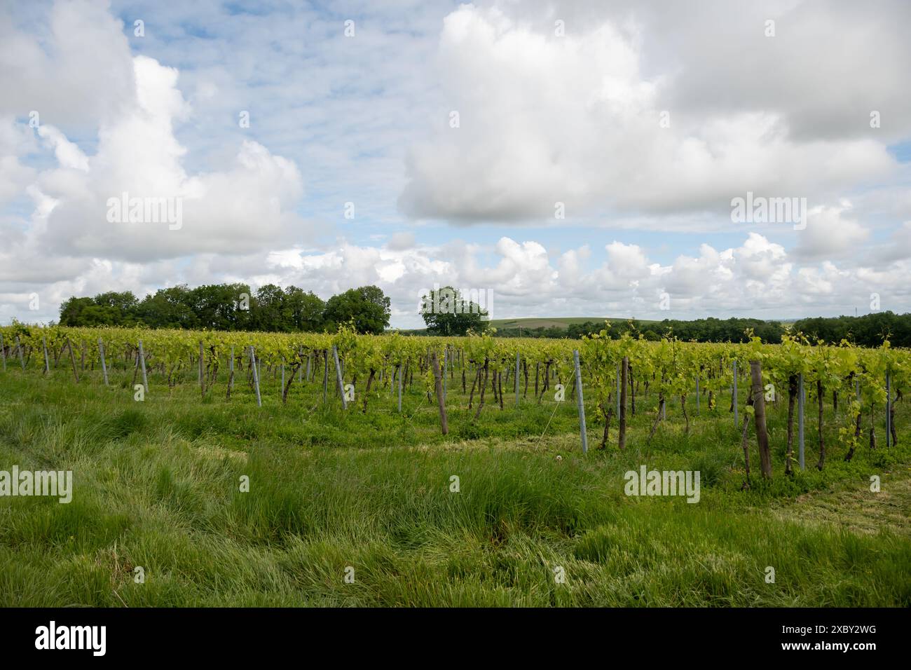 Summer on vineyards of Cognac white wine region, Charente, white ugni ...