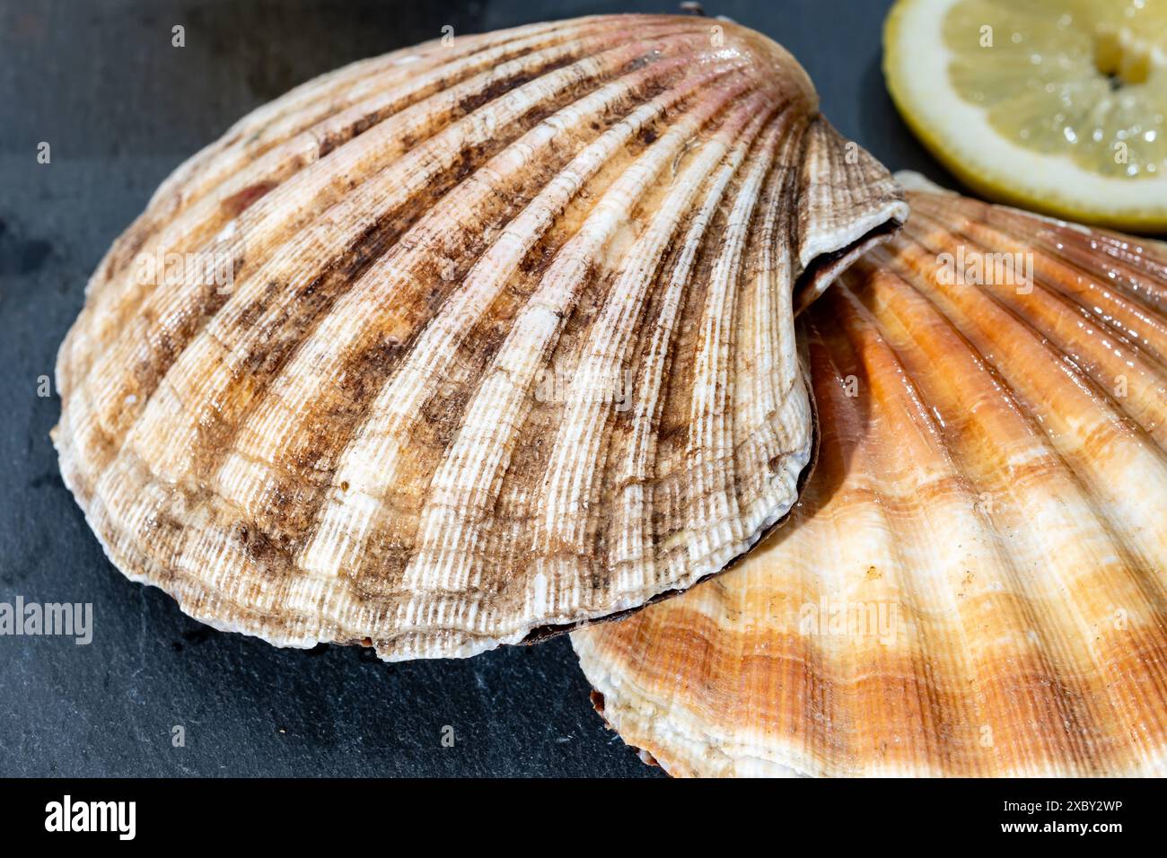 Atlantic bay scallops coquille St. James sea shells, catch of the day ...