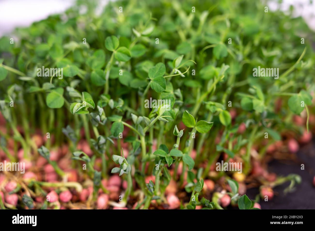 Young sprouts of new legumes and vegetables varieties in seed bank ...