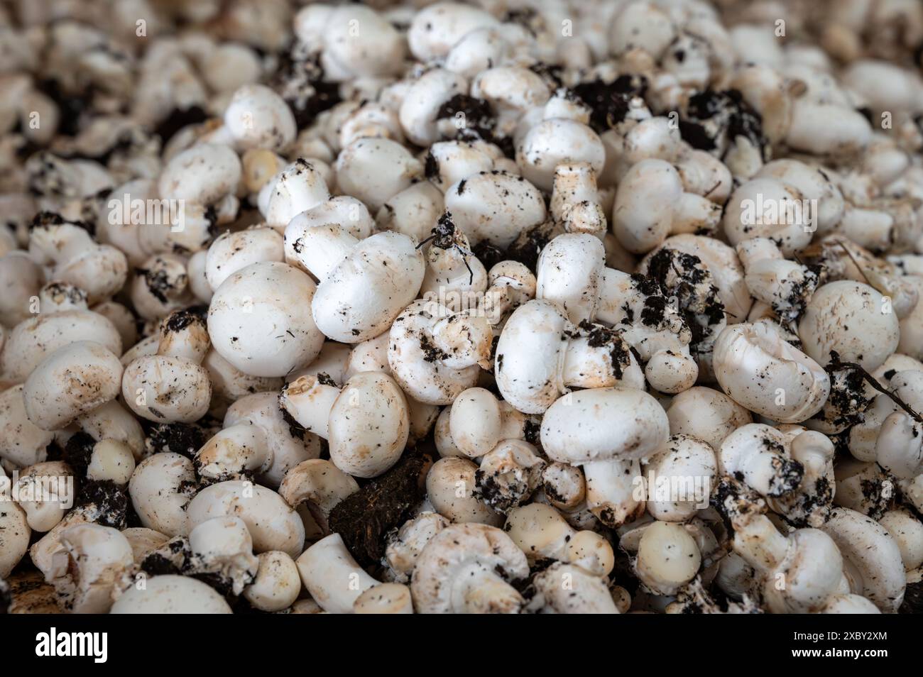 Cultivation of fresh white champignons mushrooms on organic farm in ...